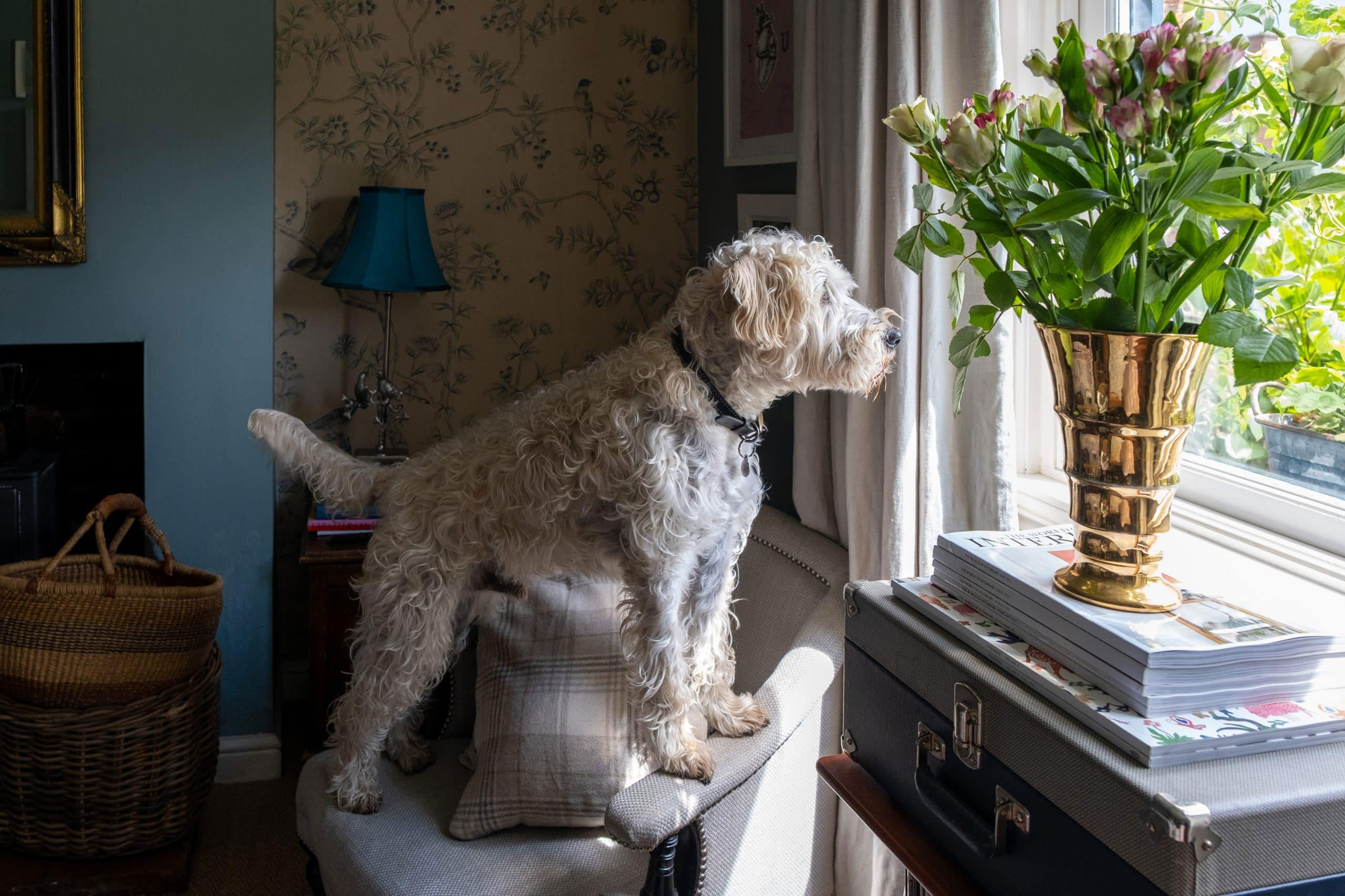 Fancy a pint with your dog walk? Clarke & Partners